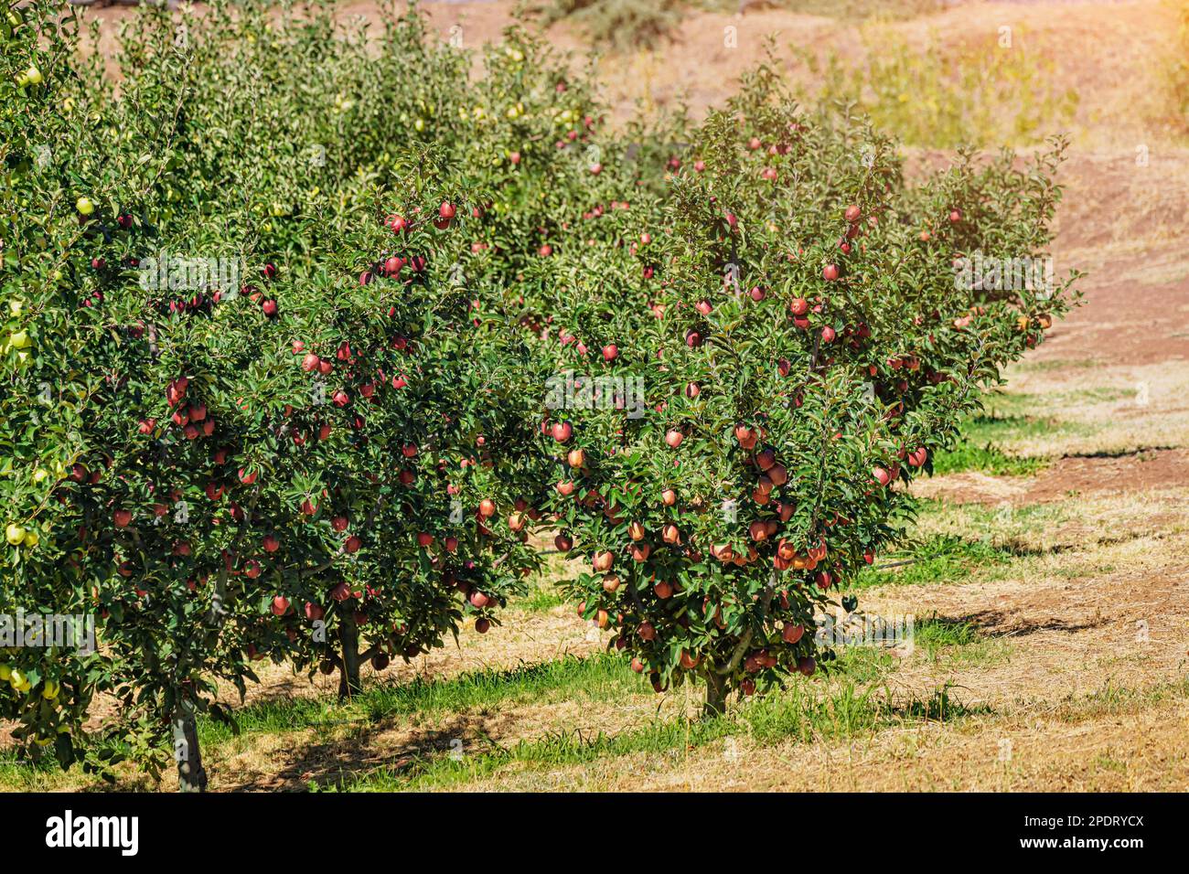 Apple plantations on a farm with a rich harvest. Agriculture and eco ...