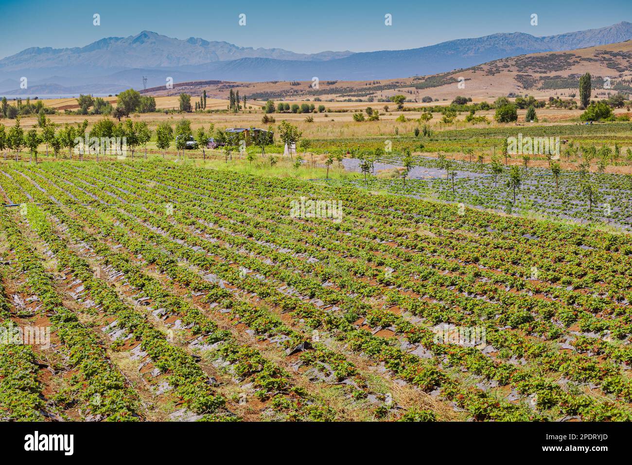 Farm and agricultural plantations of strawberries and other crops ...