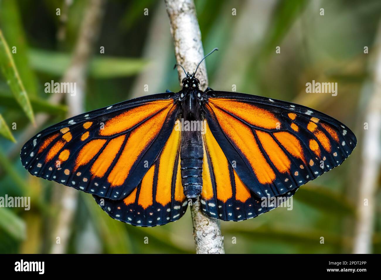 Monarch butterfly - Danaus plexippus, beautiful popular orange ...