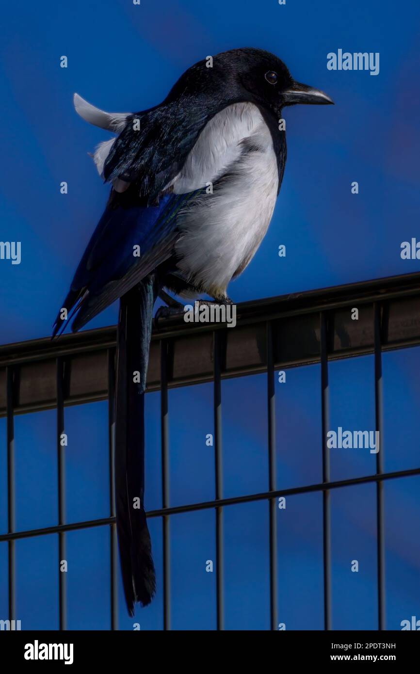 Magpie on fence with blue sky background Stock Photo - Alamy