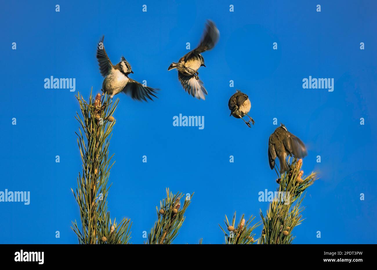 Panoramic bird flying sky animal wildlife hi-res stock photography and ...