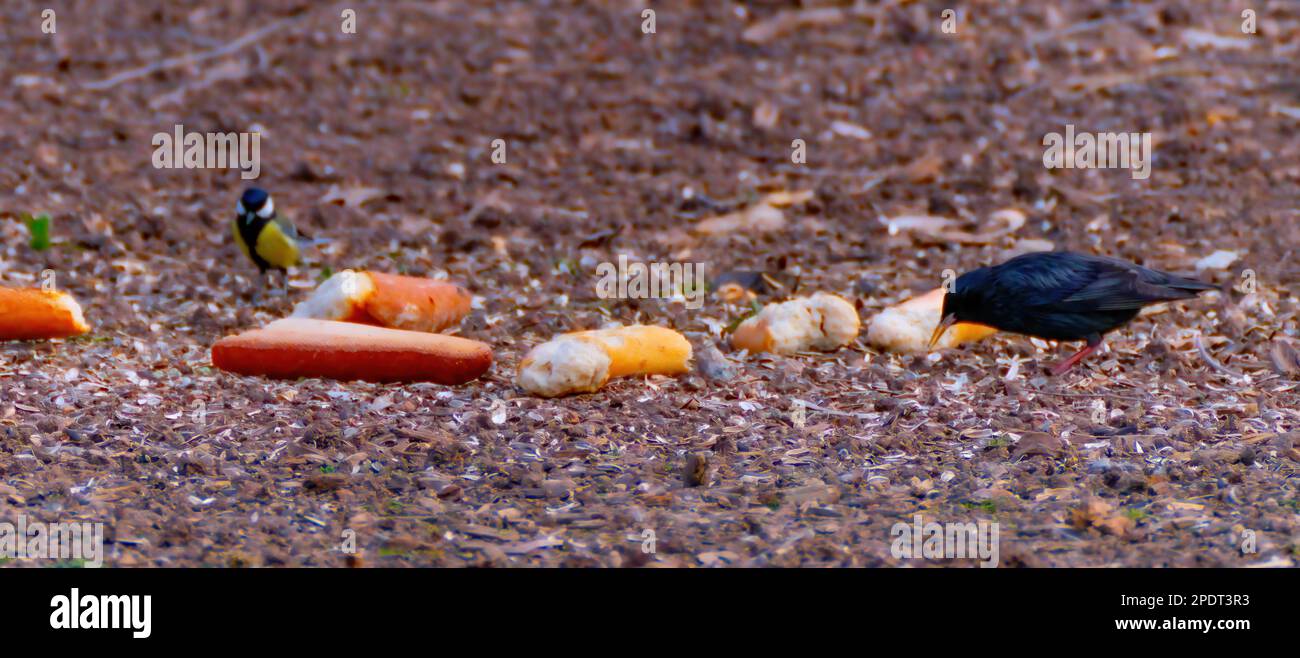 Two birds on the ground eating bread Stock Photo - Alamy