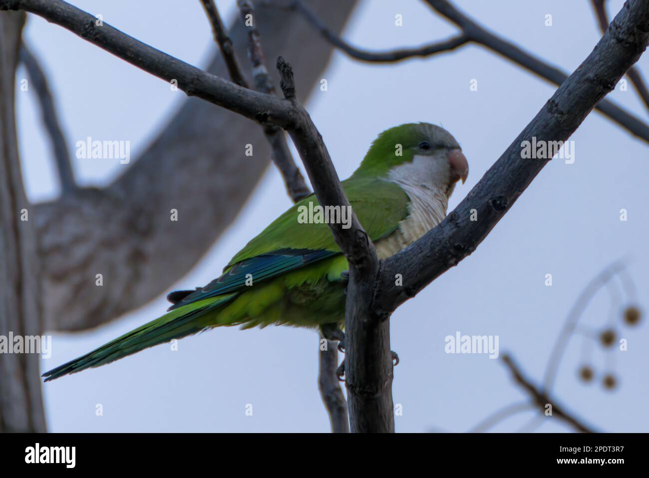 Raven parrot hi-res stock photography and images - Alamy