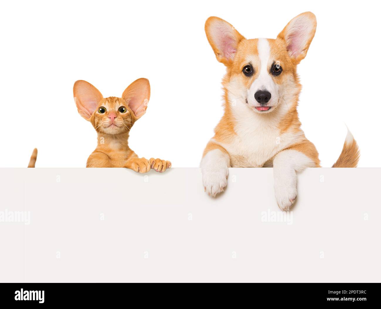 Cat and dog looks over a wall Stock Photo - Alamy