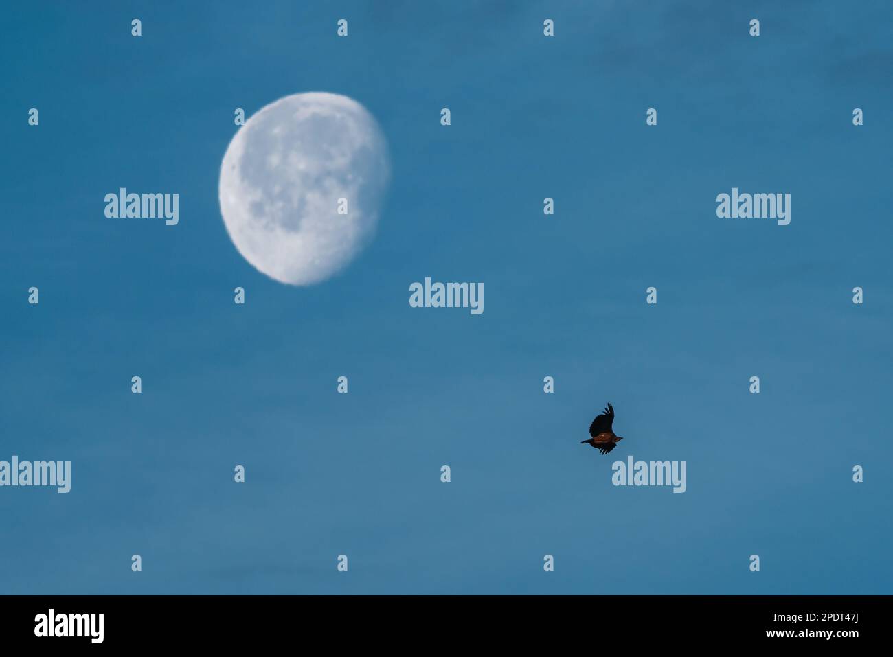 Flying vertebrate hi-res stock photography and images - Alamy