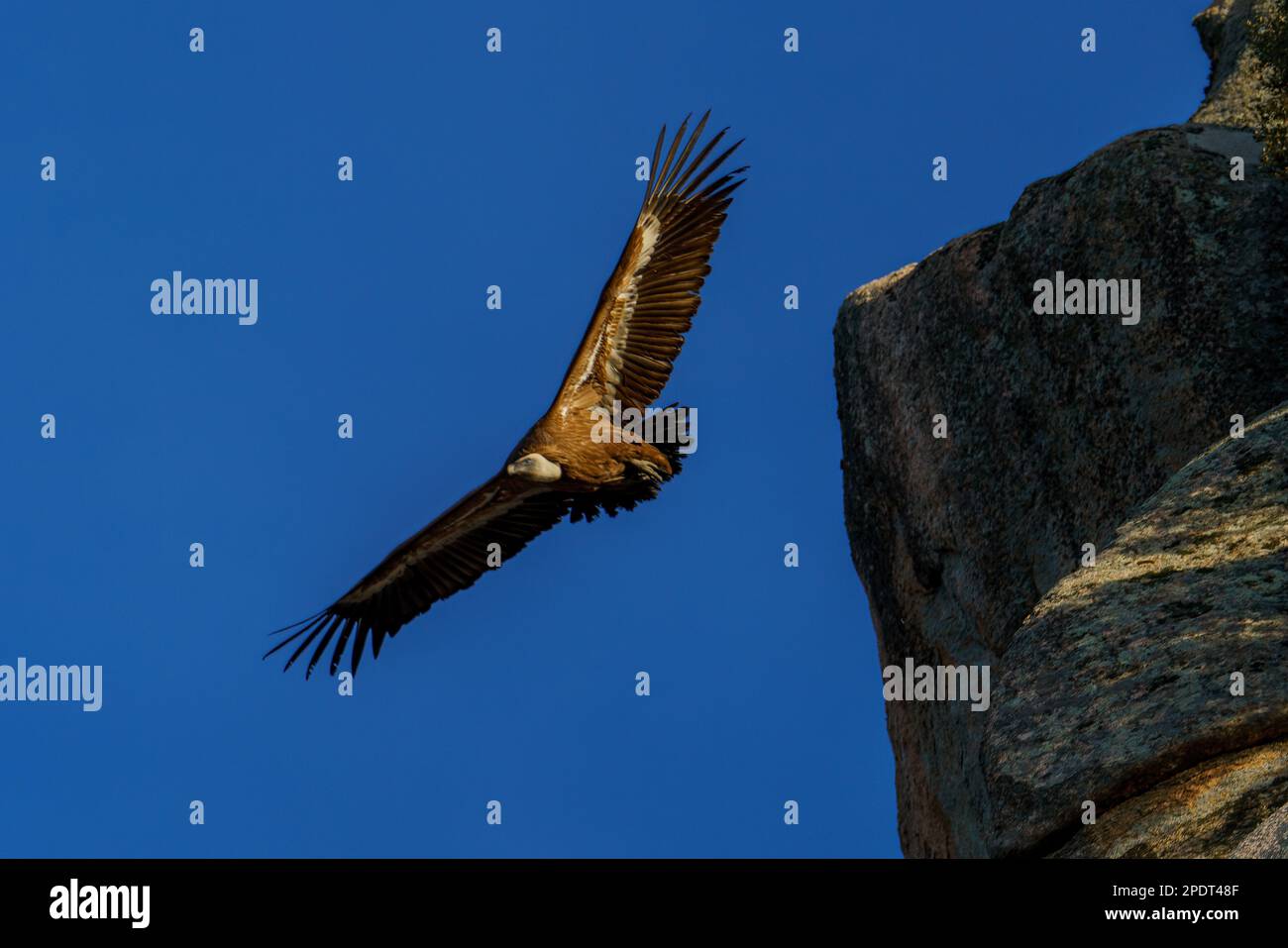 Griffon vulture flying with open wings beside a rock mountain Stock ...