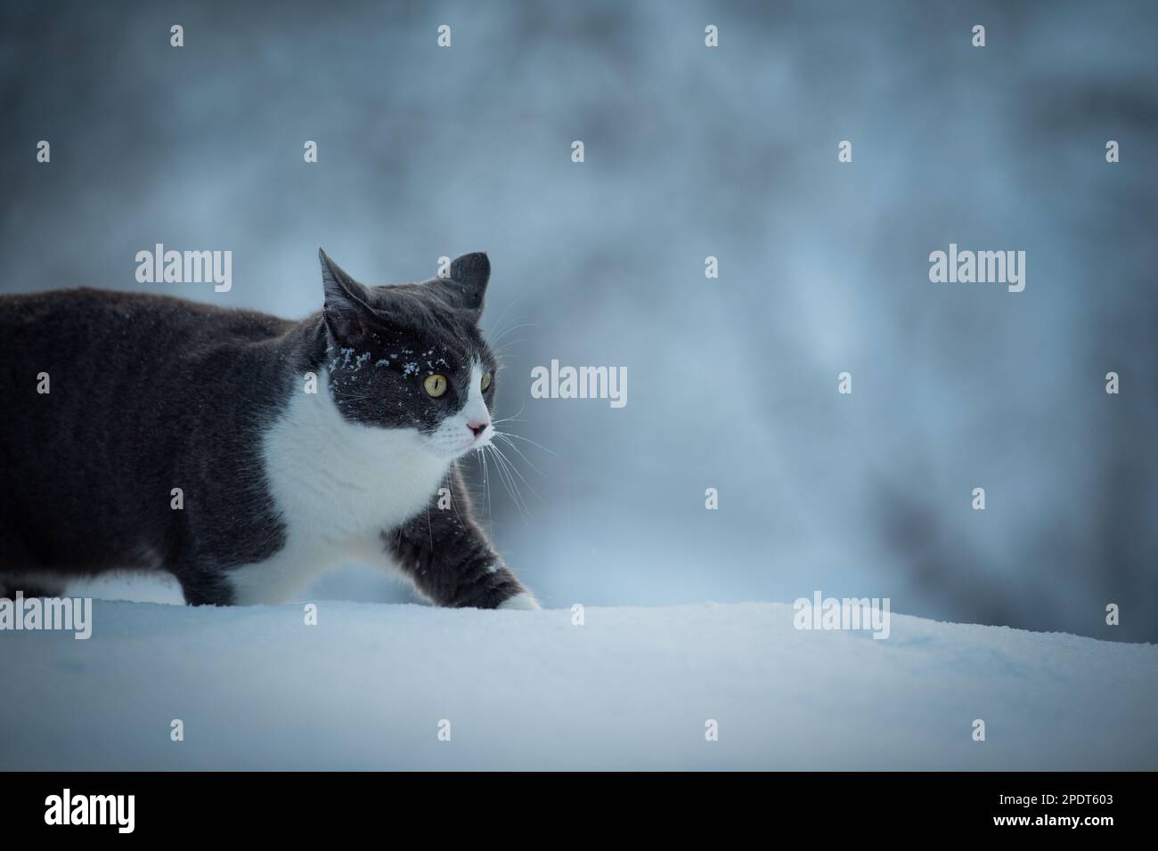 Domestic cat in winter landscape Stock Photo - Alamy
