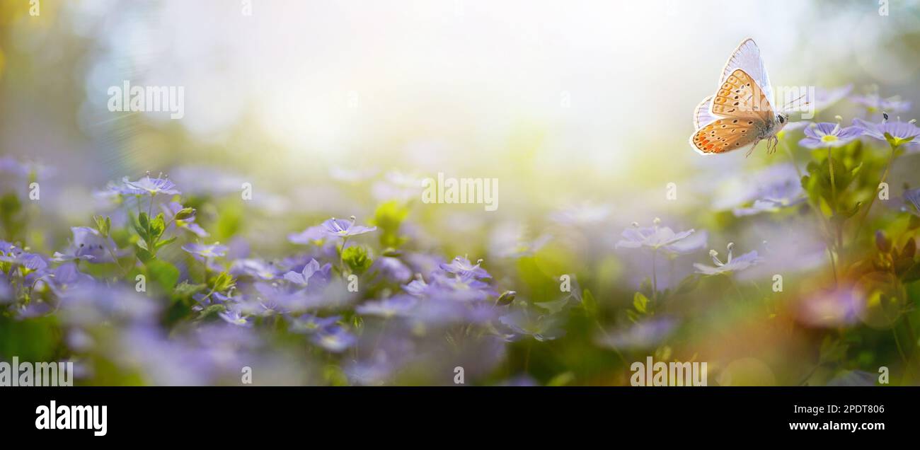 Beautiful field spring flower butterfly hi-res stock photography and ...