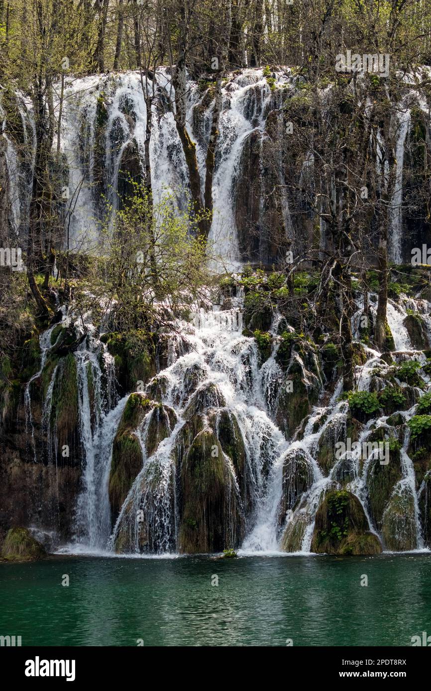 Several small waterfalls between tree roots, early spring, Plitvice ...