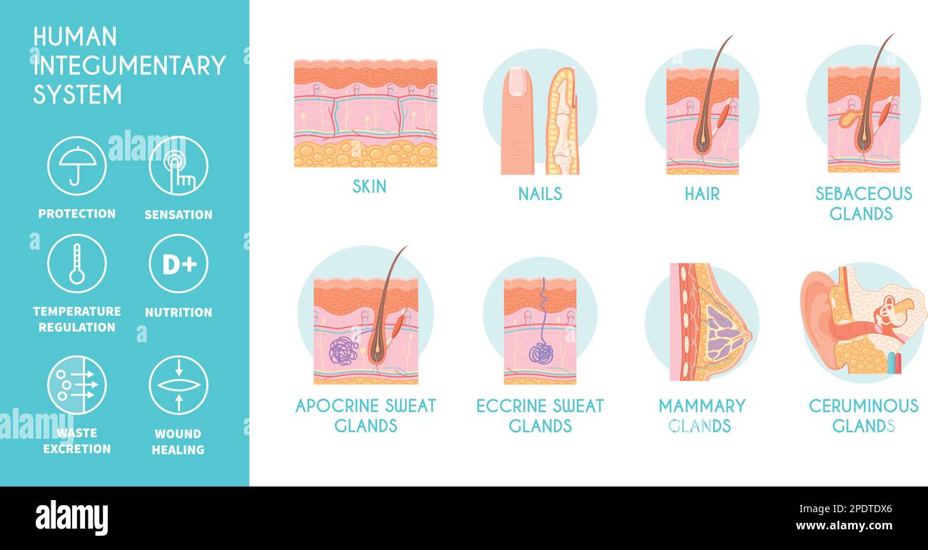 Human integumentary system infographics icons depicting epidermis ...
