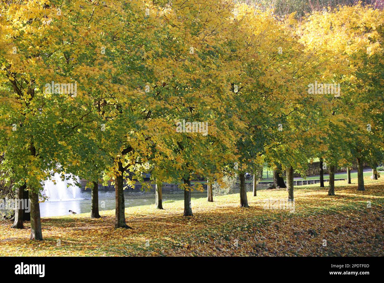 A collection of deciduous trees, with a layer of freshly fallen leaves ...
