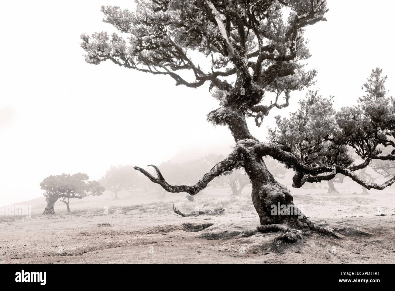 Ent like tree at Fanal Forest, Madeira Stock Photo - Alamy