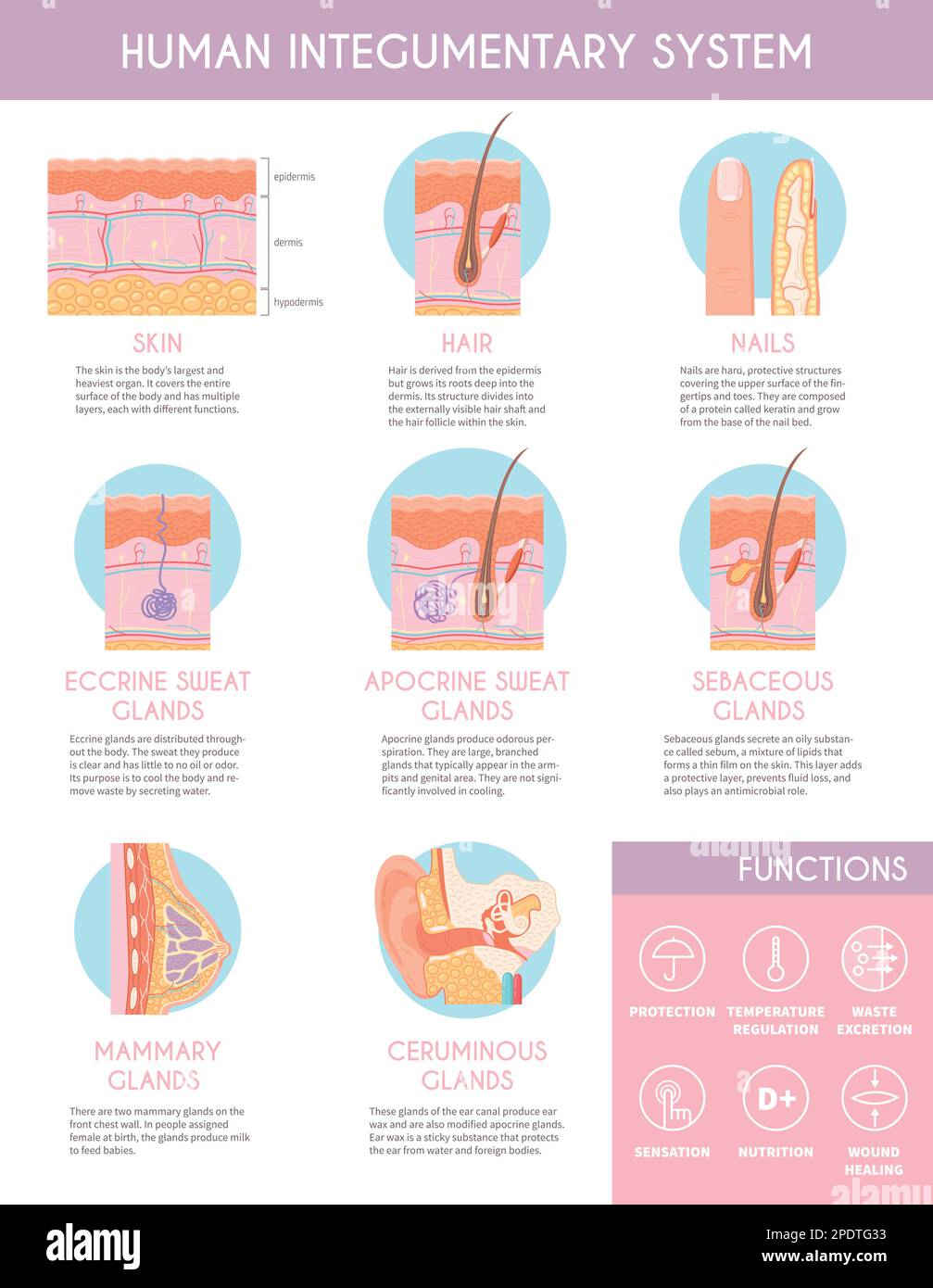 Human integumentary system infographics poster illustrating anatomy of ...