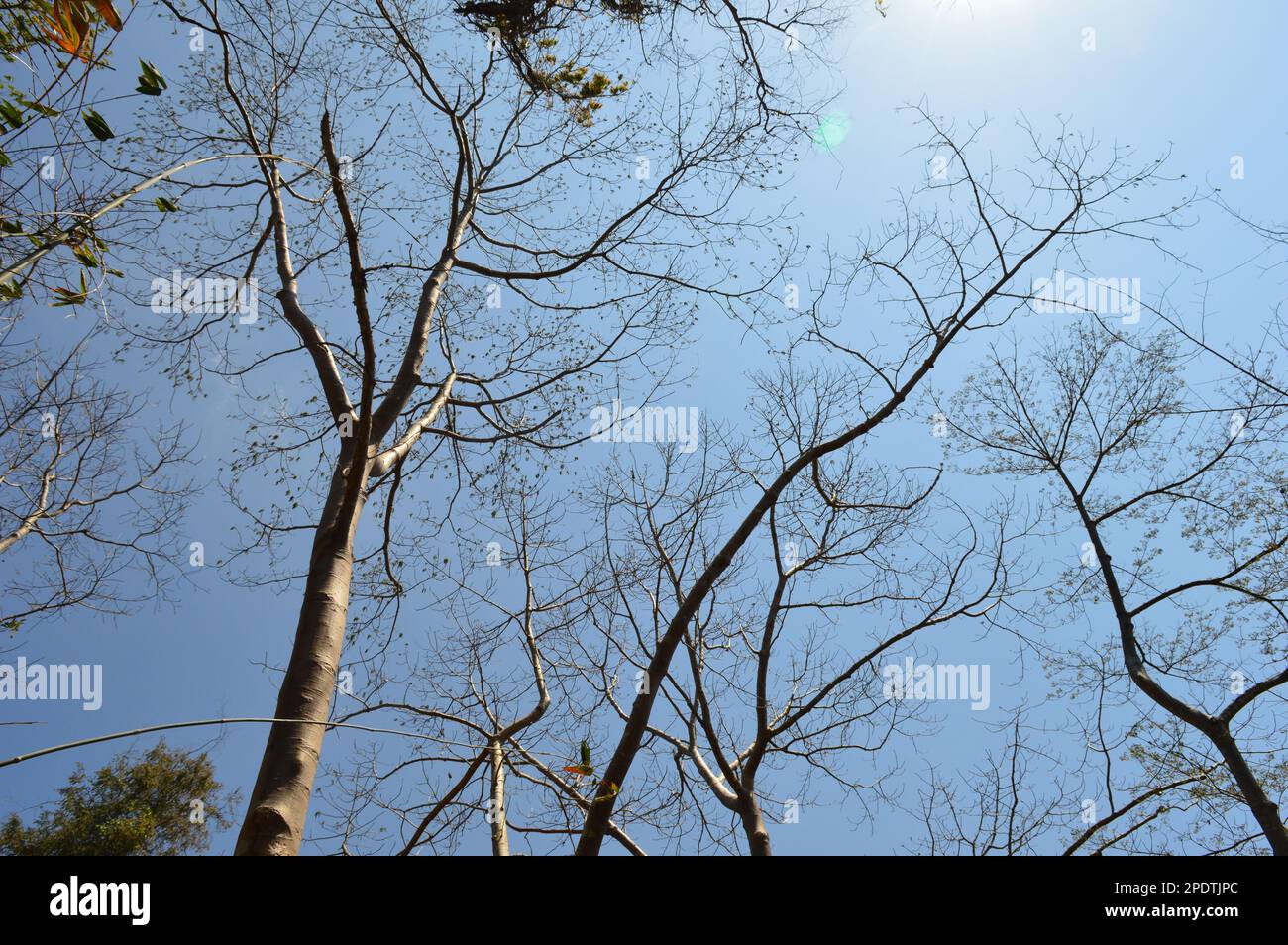 Oak tree from bottom to top hi-res stock photography and images - Alamy
