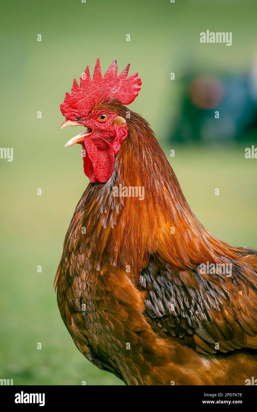 Rooster posture hi-res stock photography and images - Alamy
