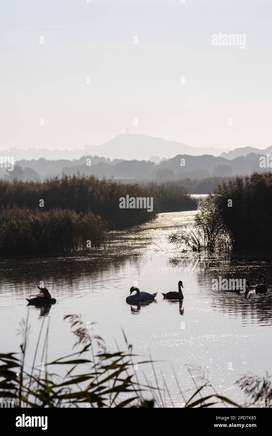 Three white swans are floating gracefully in a serene pond surrounded ...