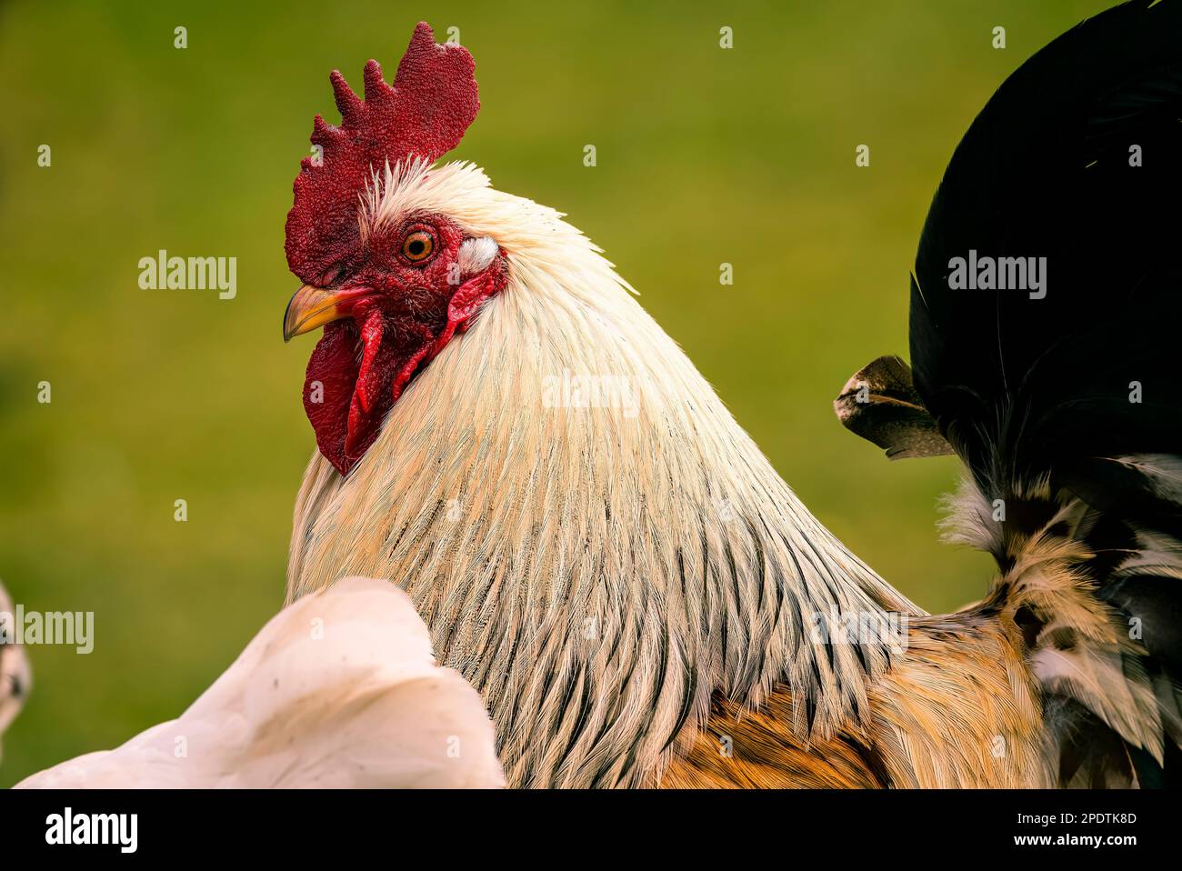 A brown proud looking adult rooster on the green background of the ...