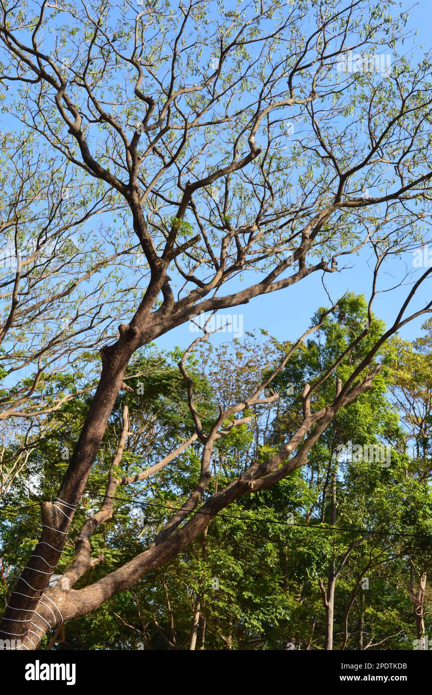 Oak tree from bottom to top hi-res stock photography and images - Alamy