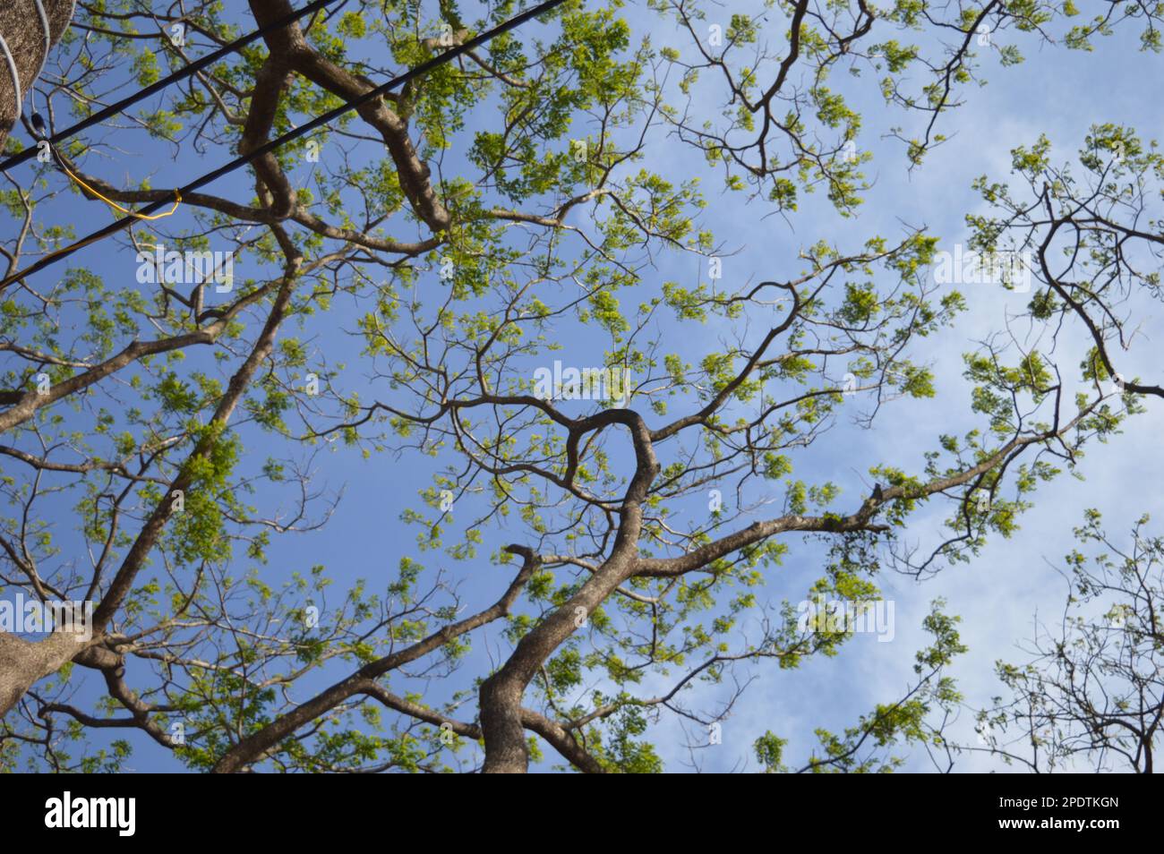 Oak tree from bottom to top hi-res stock photography and images - Alamy
