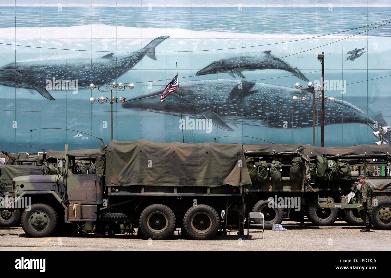 Military transport trucks park next to an oversized mural of whales at ...