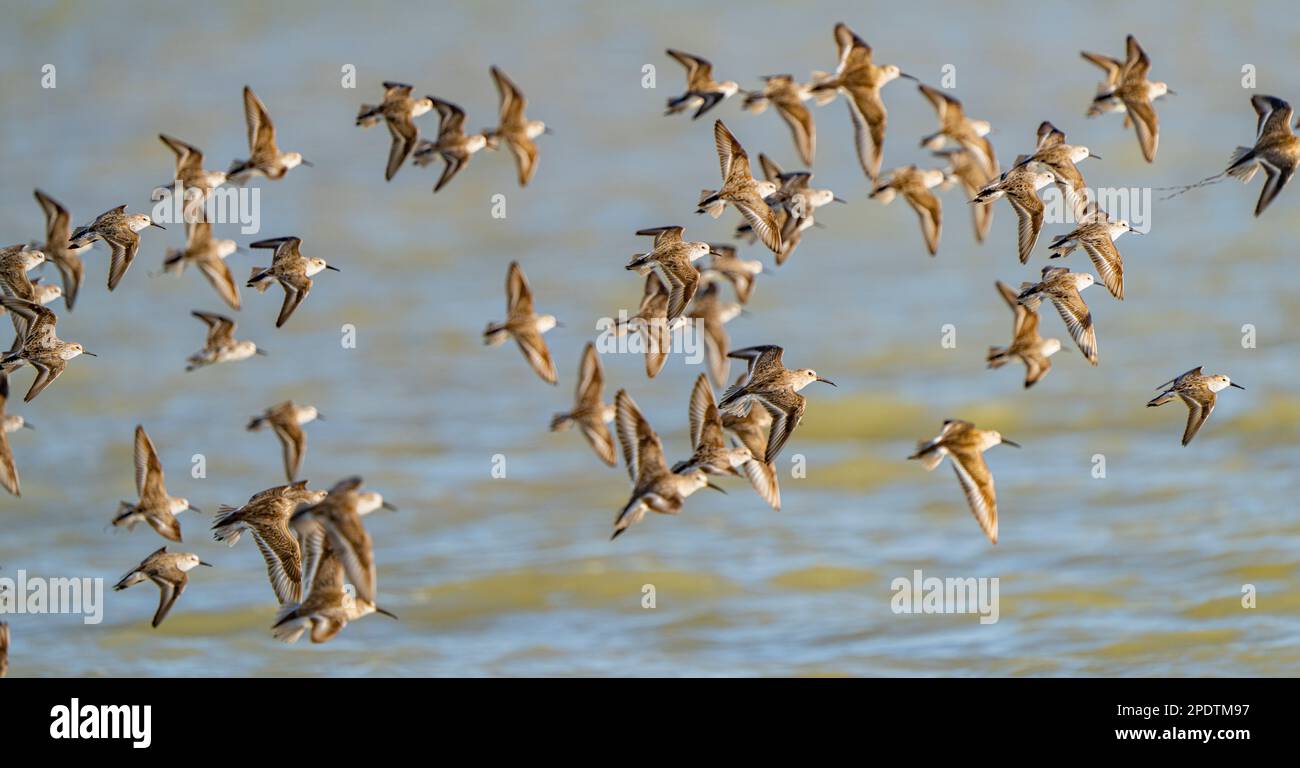 A flock of dunlin birds flying over the ocean water Stock Photo - Alamy