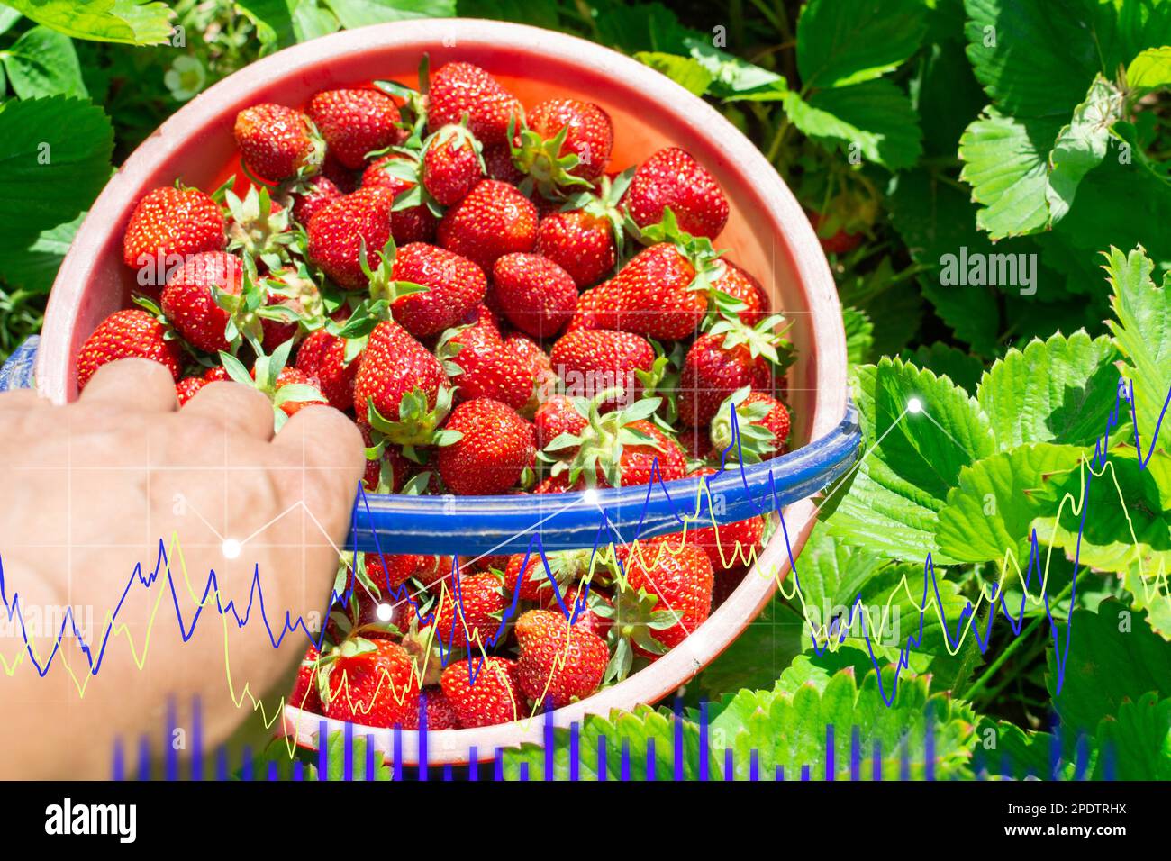 The growth chart of berry purchases. Strawberry fresh harvest of ...