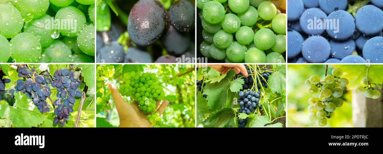 Grapes hill community garden hi-res stock photography and images - Alamy