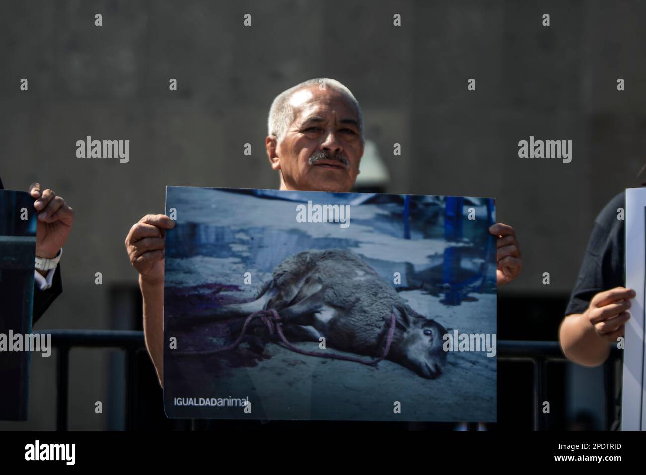 Members of the international organization "Animal Equality, holding ...