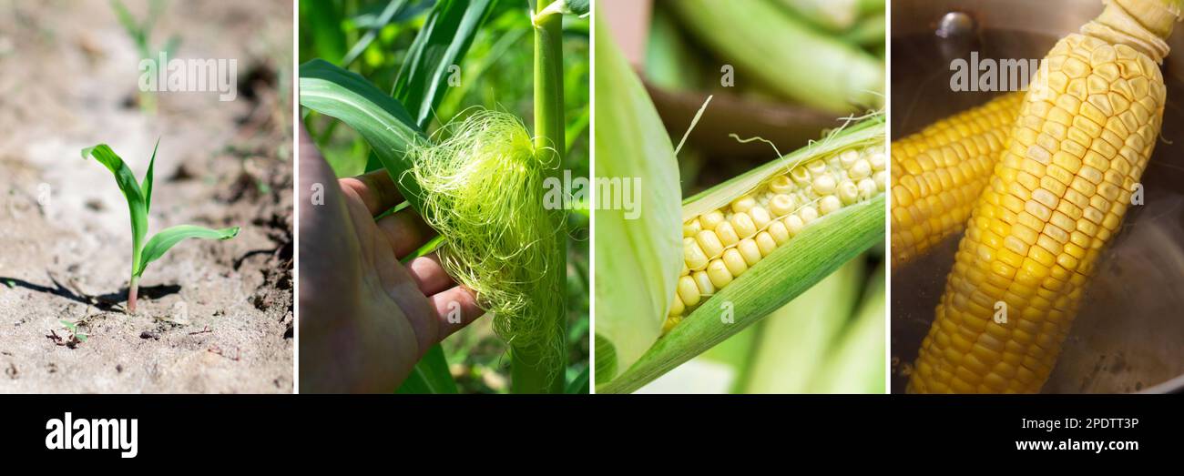Corn Maize Growing, Harvesting. Collage ripe corn on the cob in ...