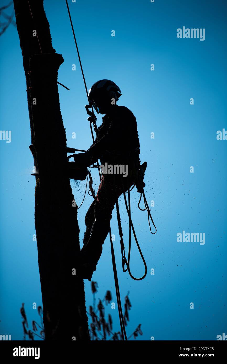 Forest worker fells tree Stock Photo - Alamy