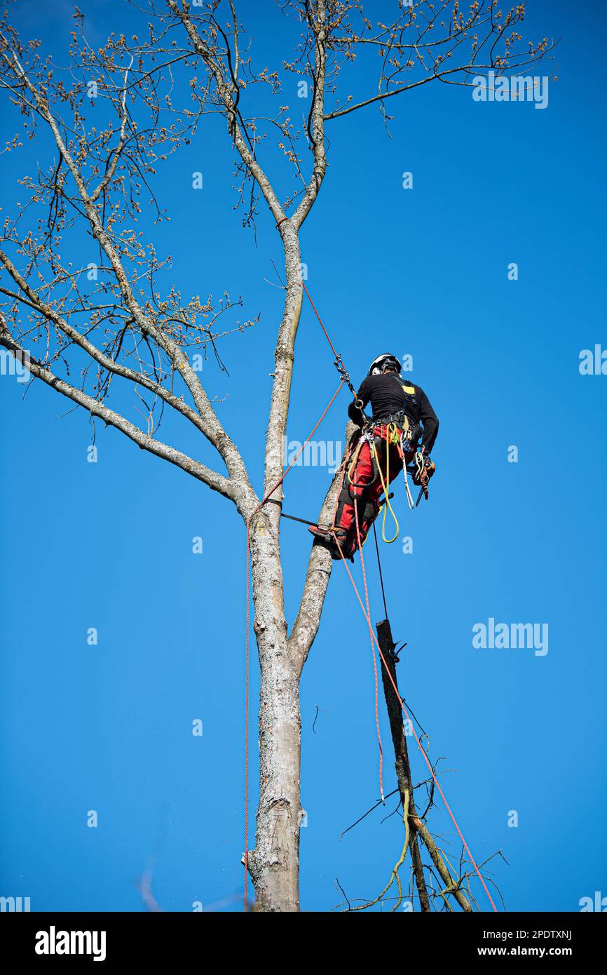 Forest worker chainsaw high hi-res stock photography and images - Alamy