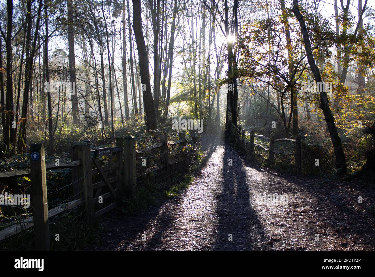 Morning light shining through the froest trees casting long shadows on ...