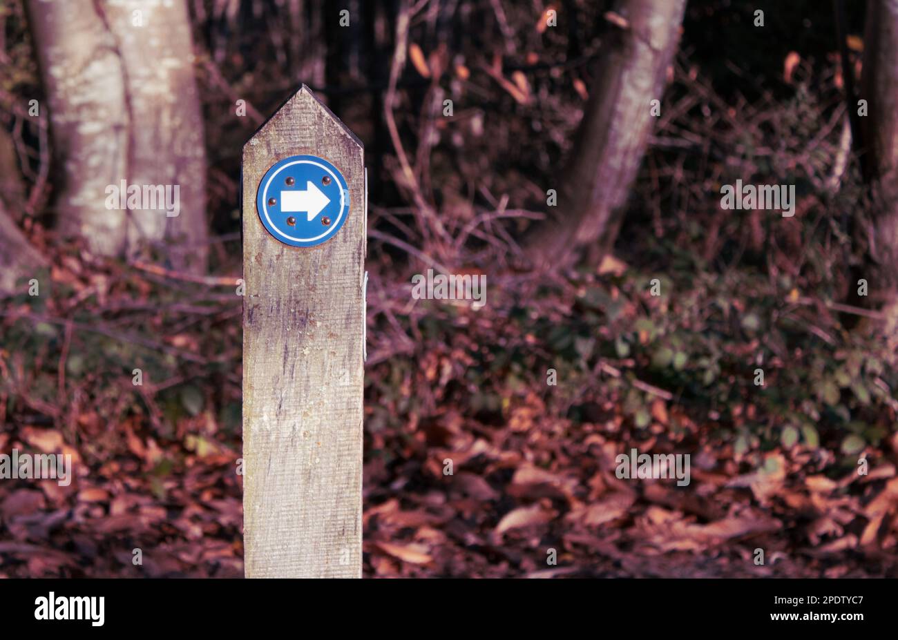 White arrow on blue circle sign post with autumn leaves and tree trunks ...