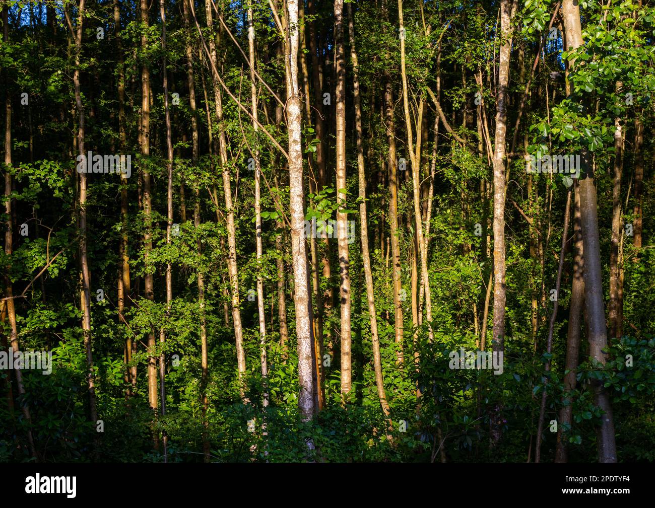 Very straight tree trunks in the morning sun Stock Photo - Alamy