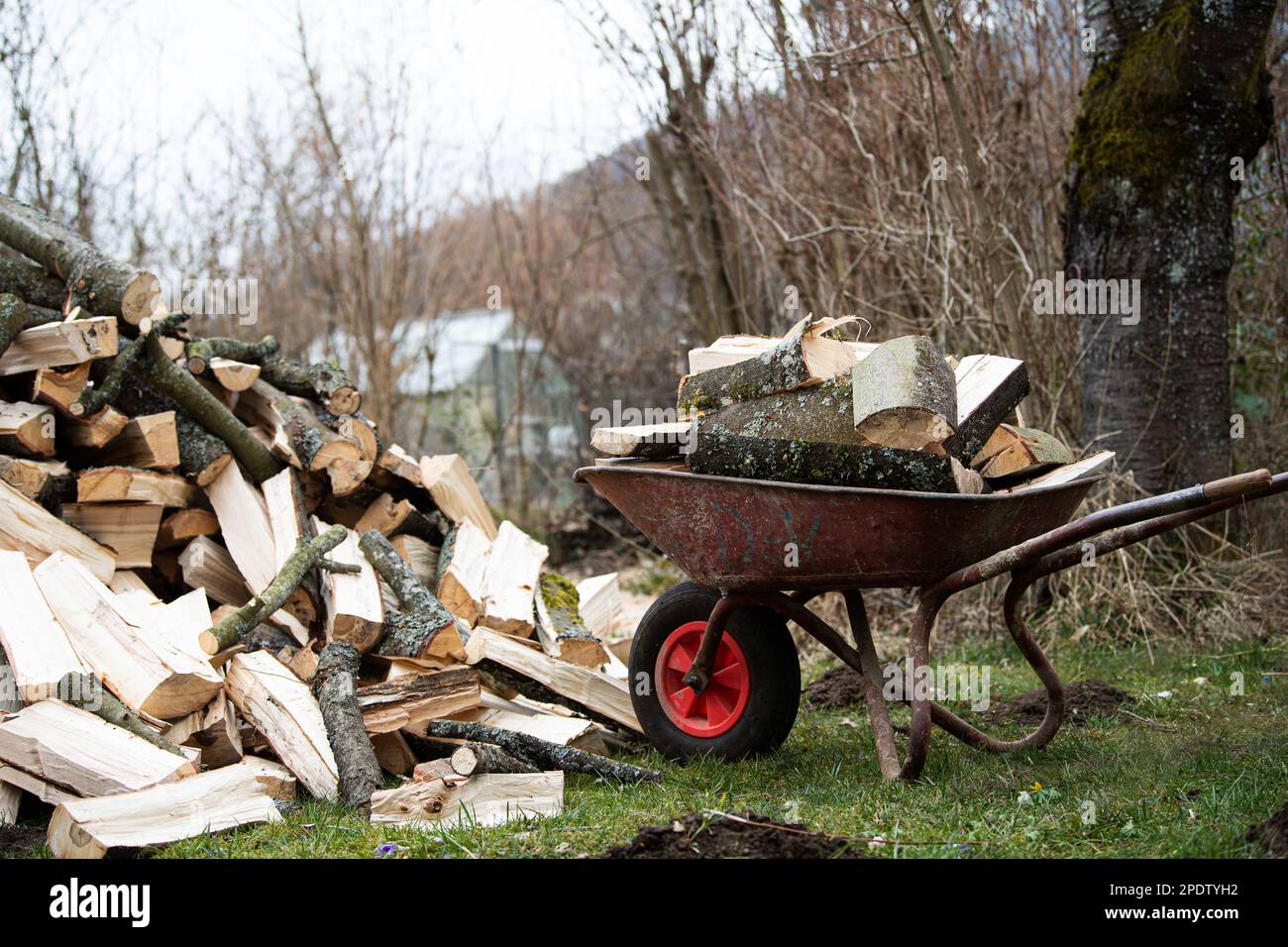 Stack of freshly split wood Stock Photo - Alamy