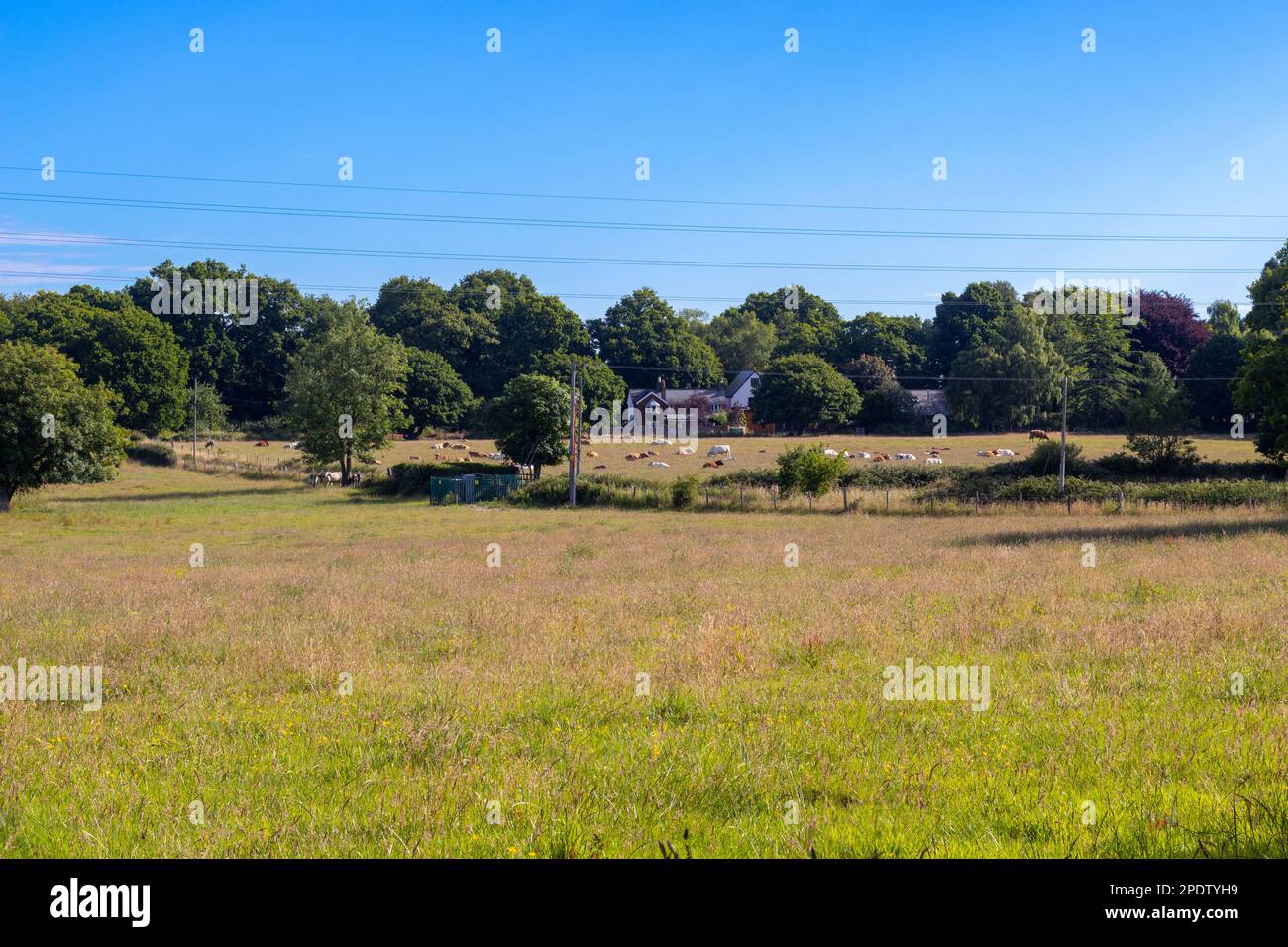 English farm fields with cows in the far field in frint of farmhouse ...