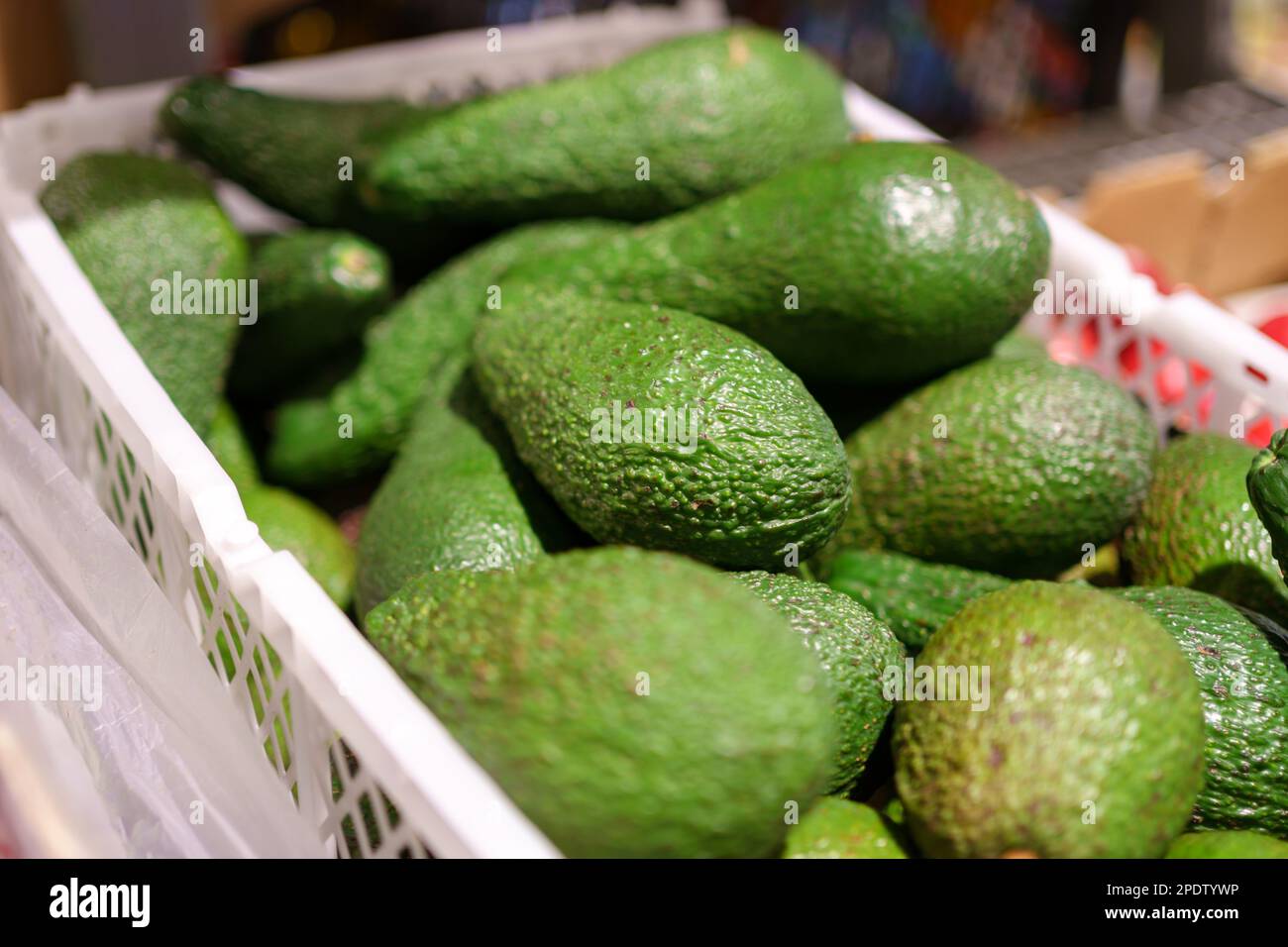 Fresh avocado fruits on the shelves of the hypermarket, selective focus ...
