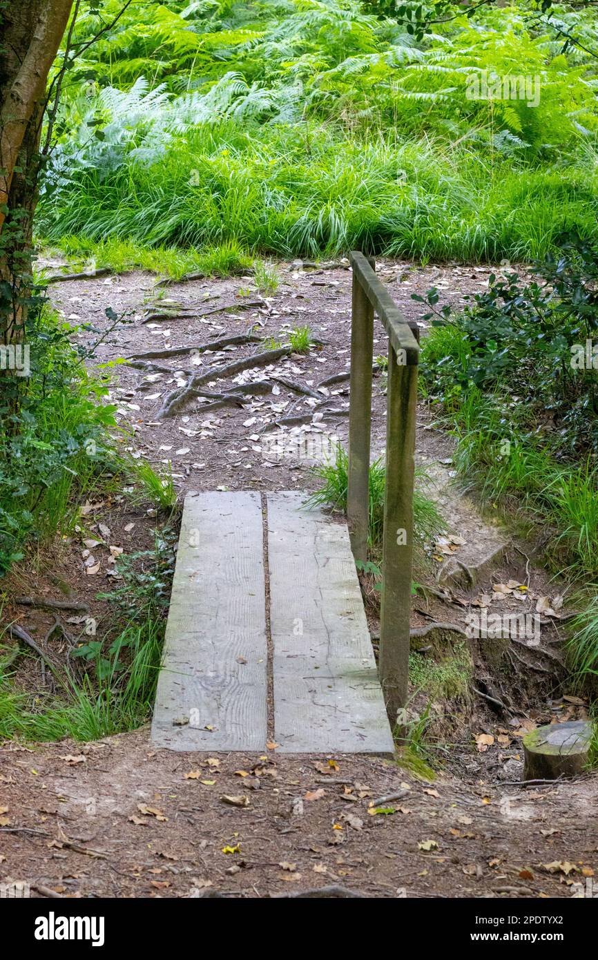 Small foot bridge over ditch in woods with hand rail Stock Photo - Alamy