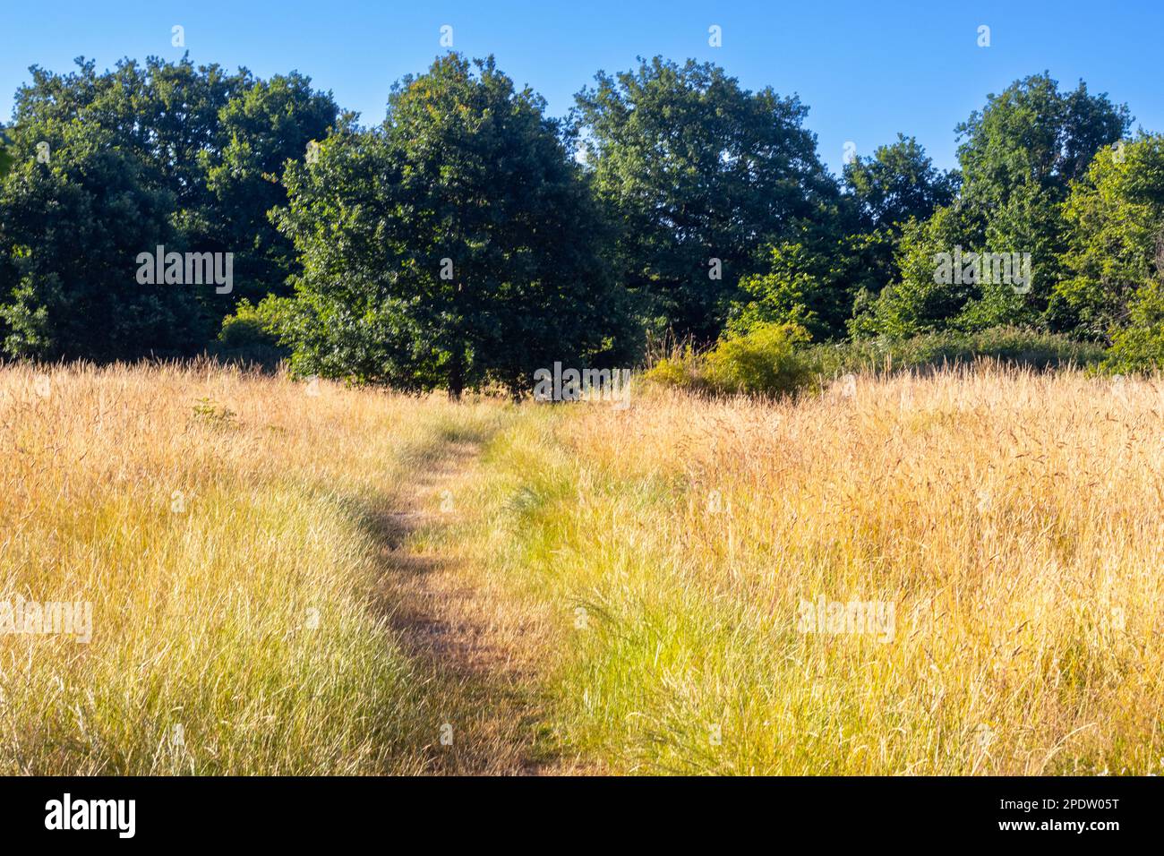 Path through grass on a bright morning towards trees Stock Photo - Alamy
