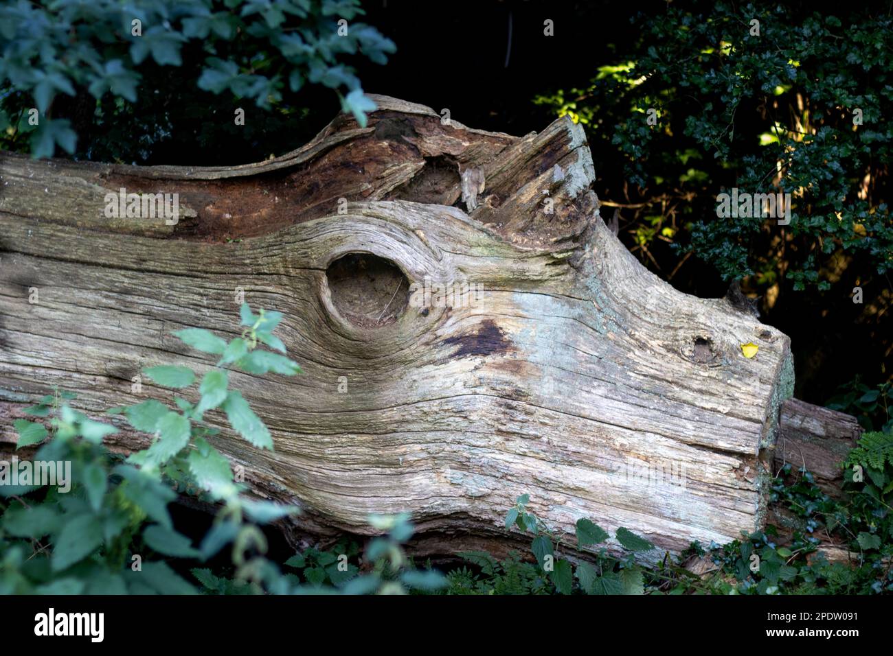 Old log that looks like a prehistoric monster Stock Photo - Alamy