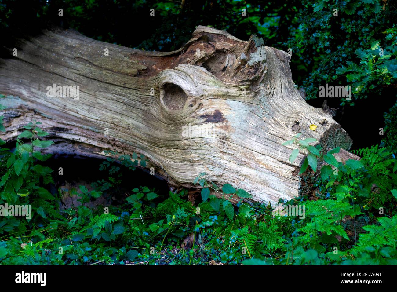 Old log that looks like a prehistoric monster Stock Photo - Alamy