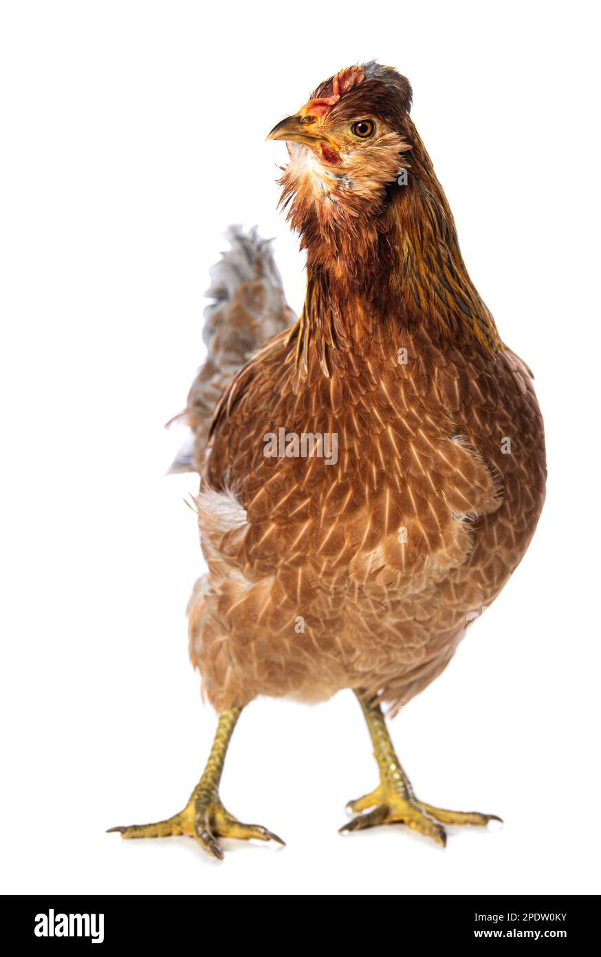 Araucanian Cut Out Stock Images & Pictures - Alamy