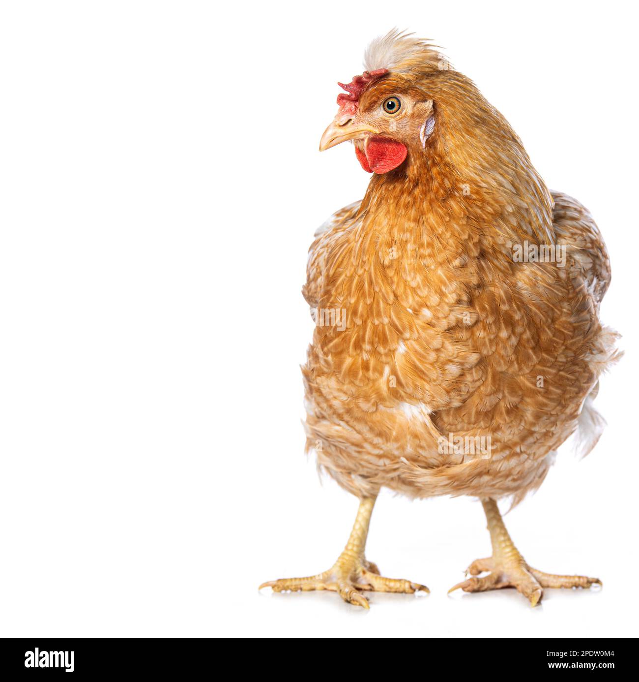 Araucana mixed breed hen isolated on white background Stock Photo - Alamy