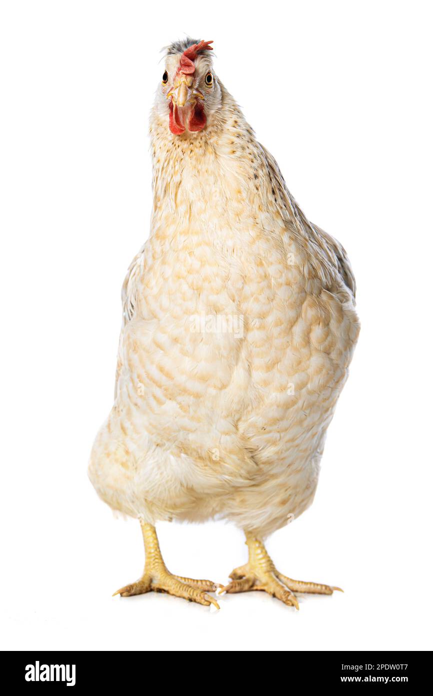 Araucana mixed breed hen isolated on white background looks to the ...