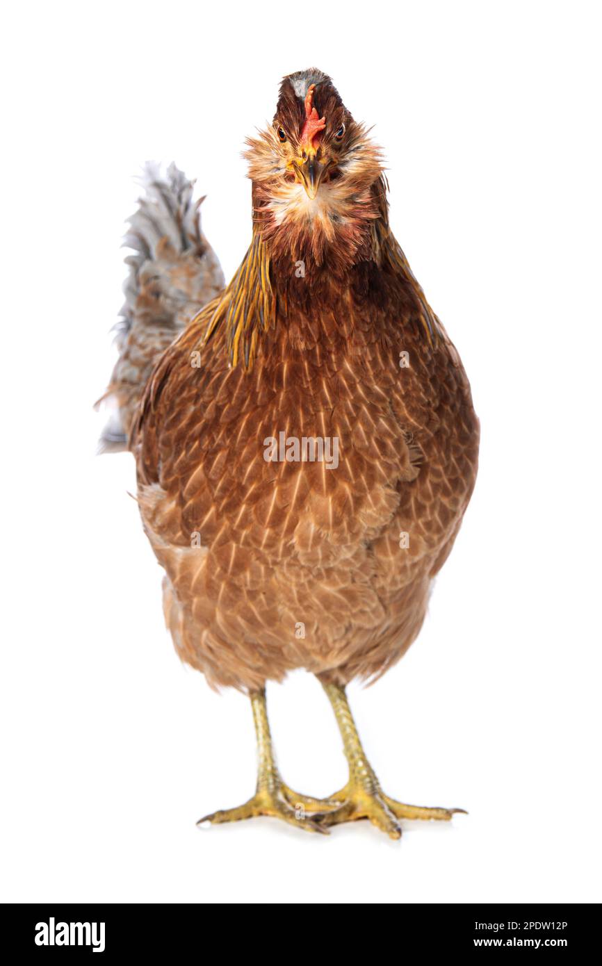 Araucana hen isolated on white background looks to the camera Stock ...