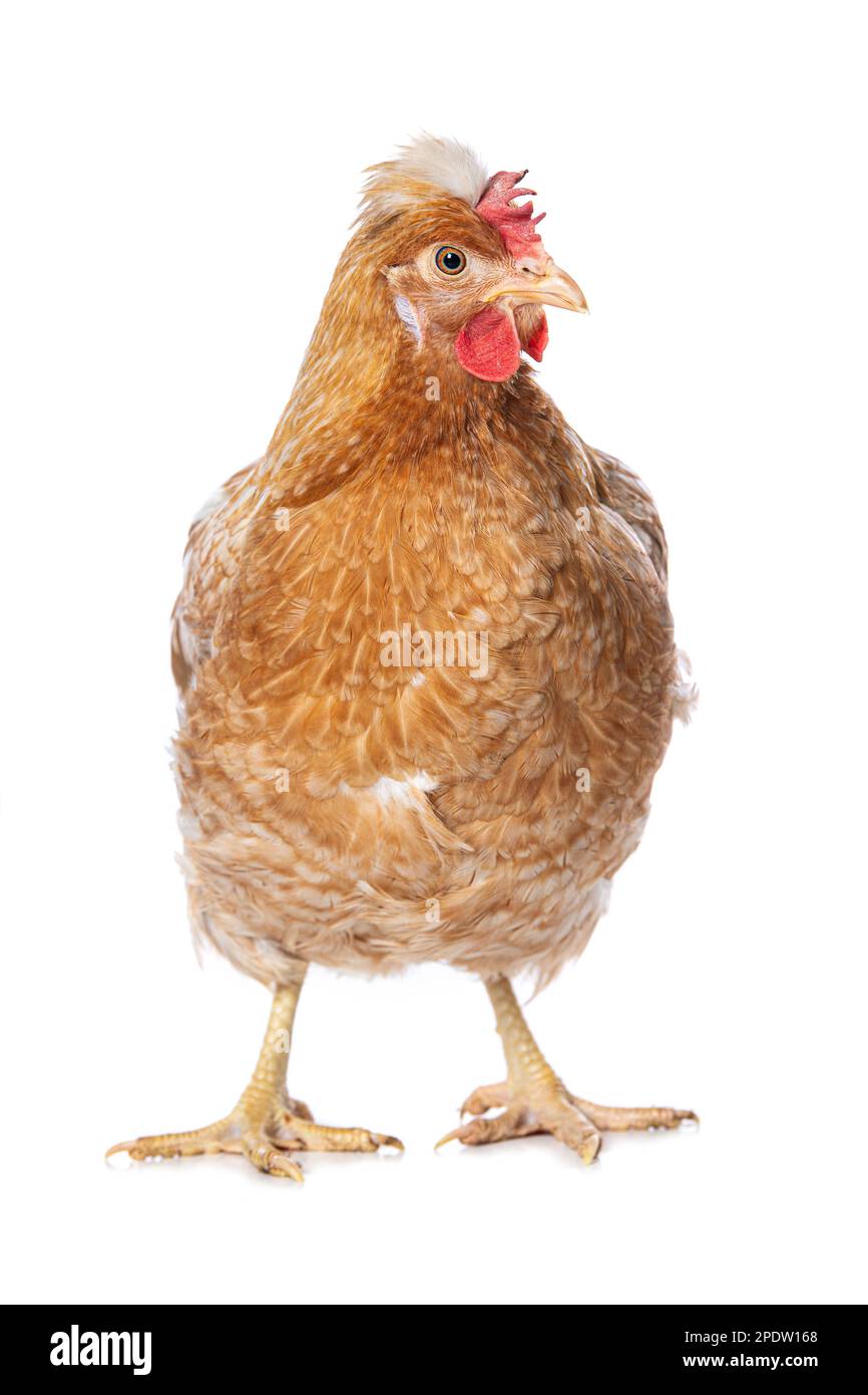 Araucana mixed breed hen isolated on white background Stock Photo - Alamy