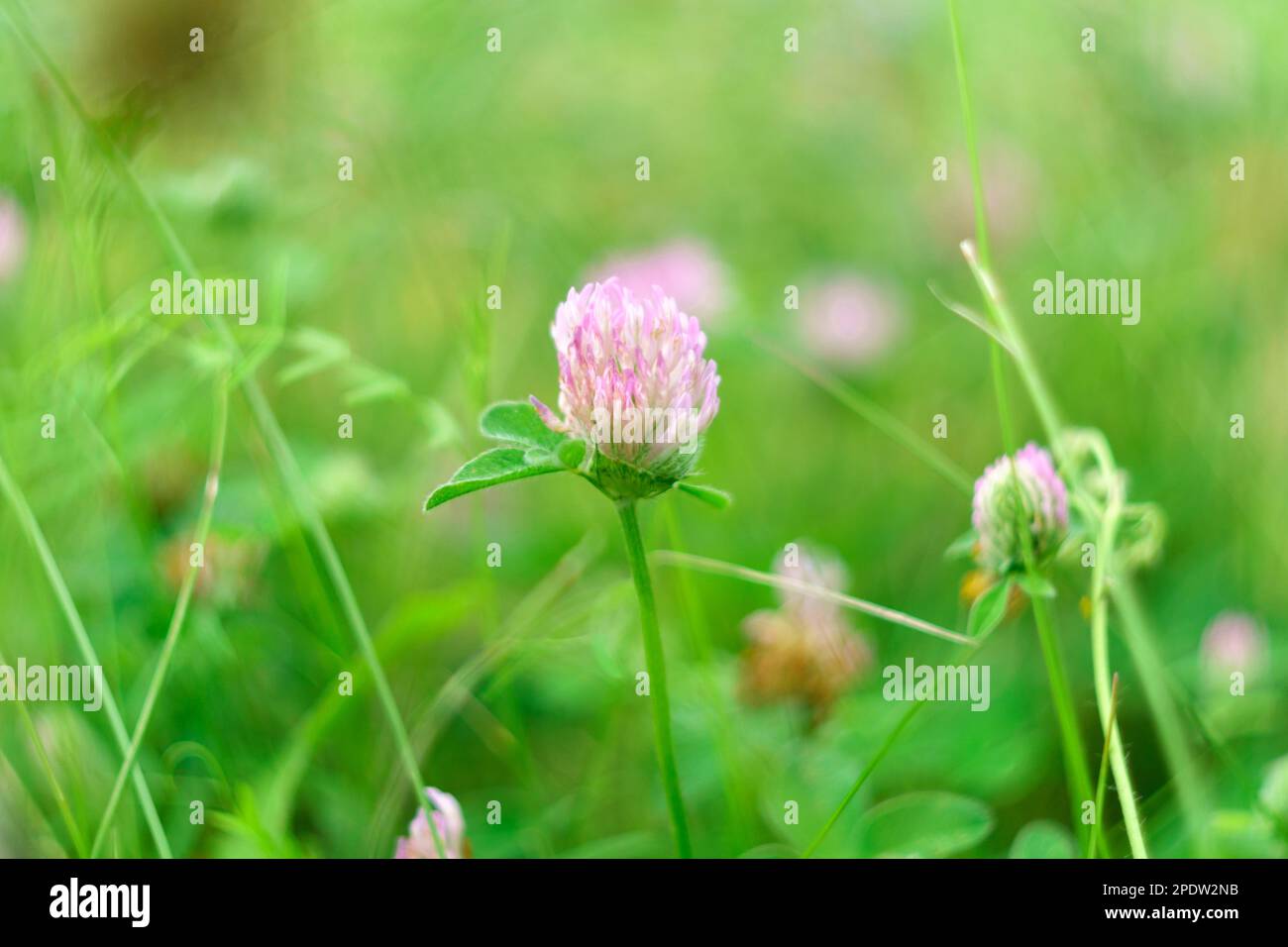 Flowers of violet clover Trifolium repens.The plant is edible ...