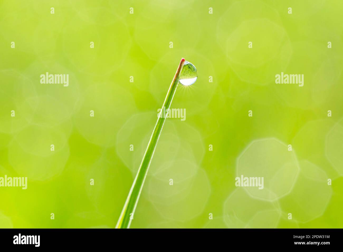 Drop hanging hi-res stock photography and images - Alamy