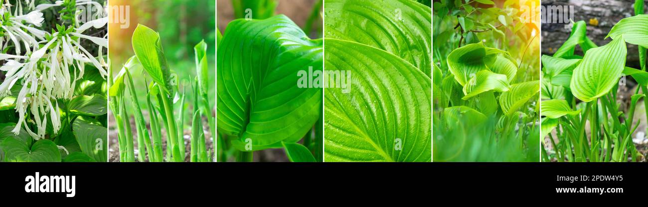 Collage tropical concept, green background. Plant host. Garden decor ...