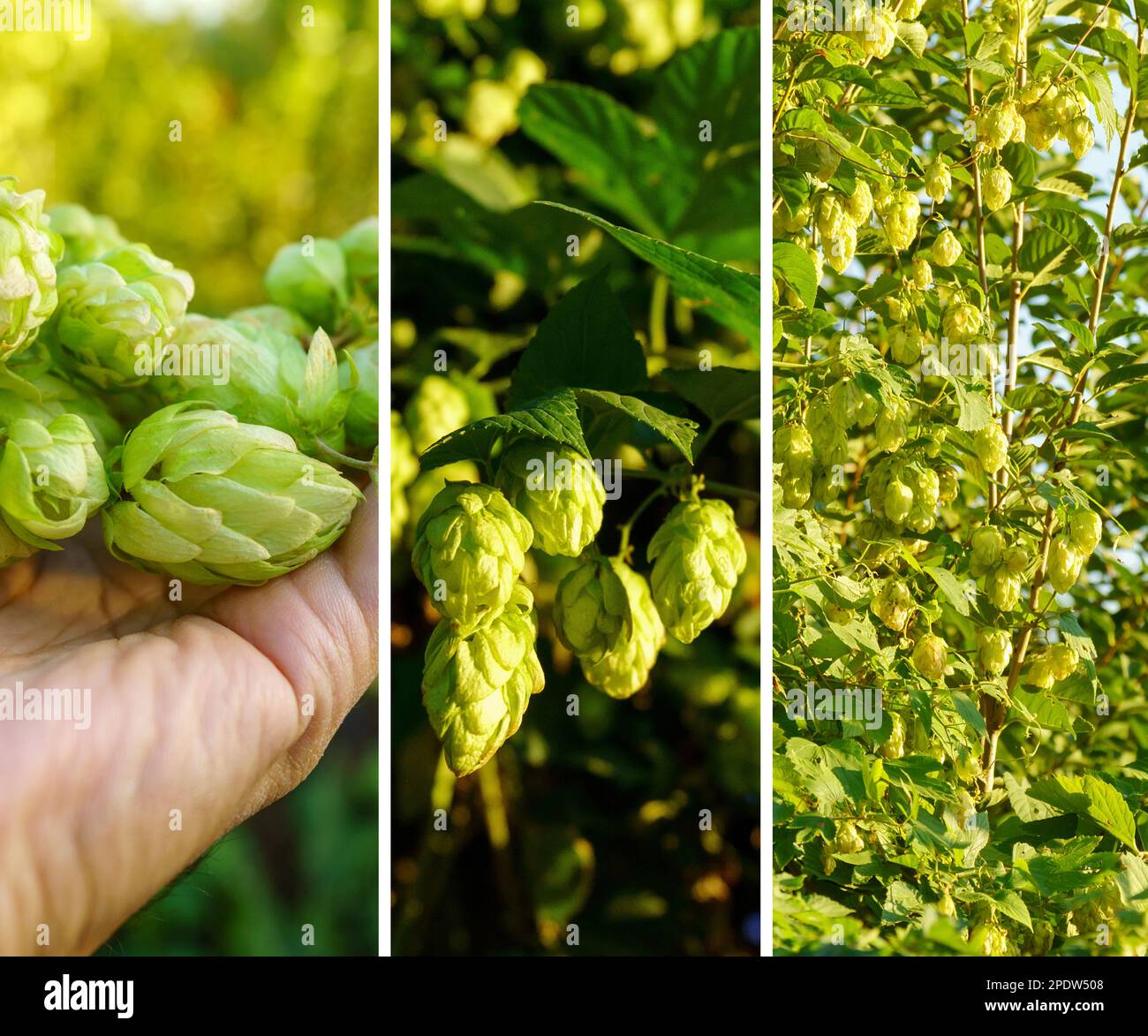 Green fresh hop cones for beer preparation, agricultural background ...